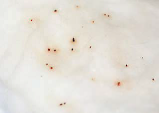 Flea & Tick Prevention – College Station, Texas - Veterinary Clinic ...