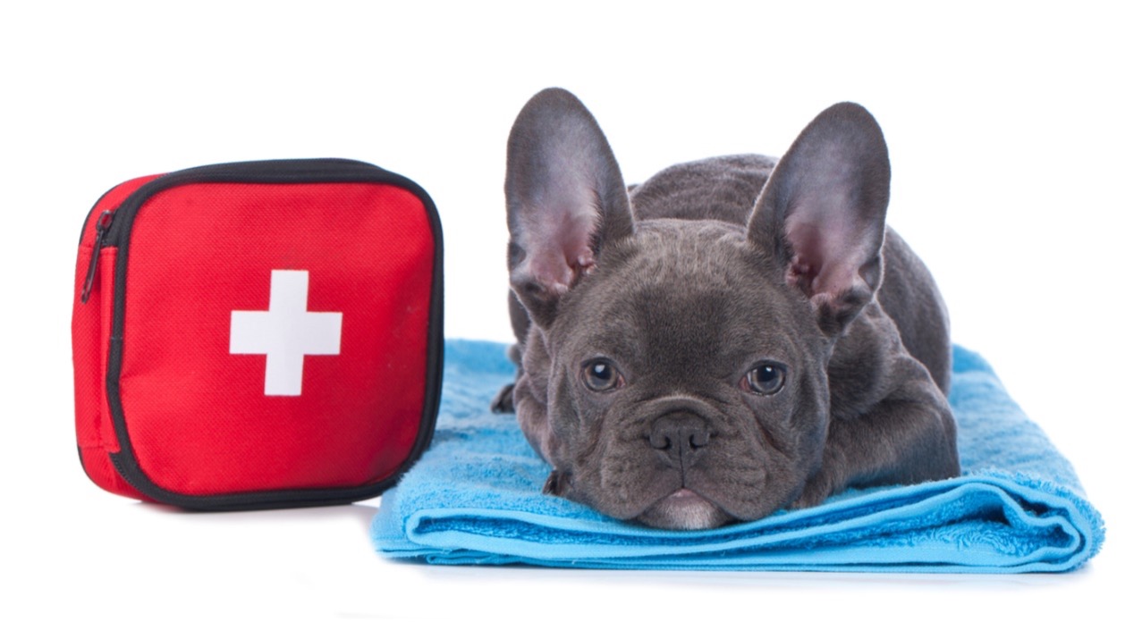 Pet First Aid: How to Handle Common Emergencies - Veterinary Clinic ...