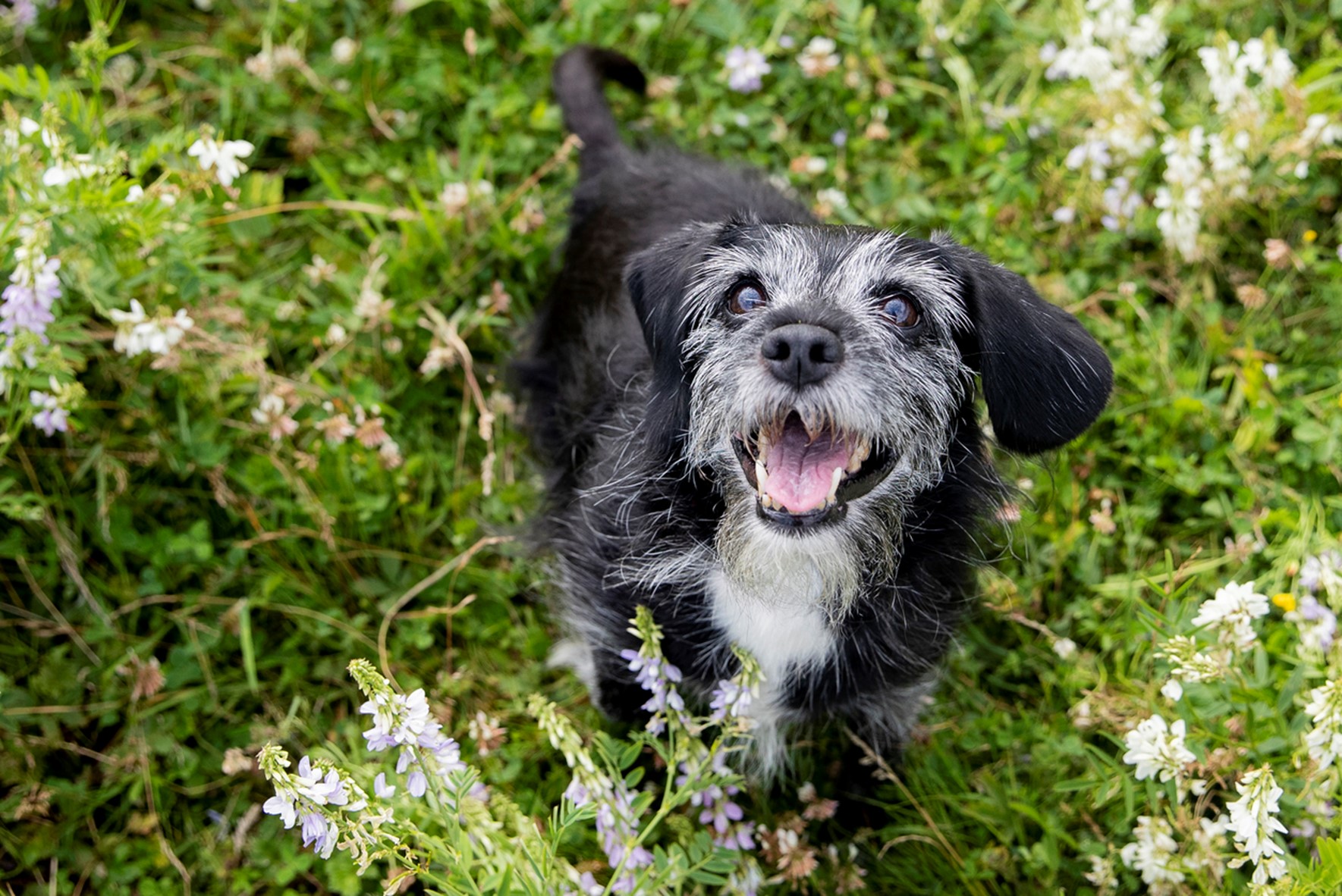 Caring for Senior Pets: Ensuring Comfort and Health in Their Golden ...