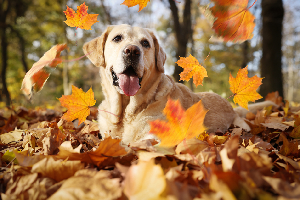 Fall Pet Care Guide: Seasonal Safety Tips from College Hills Veterinary ...