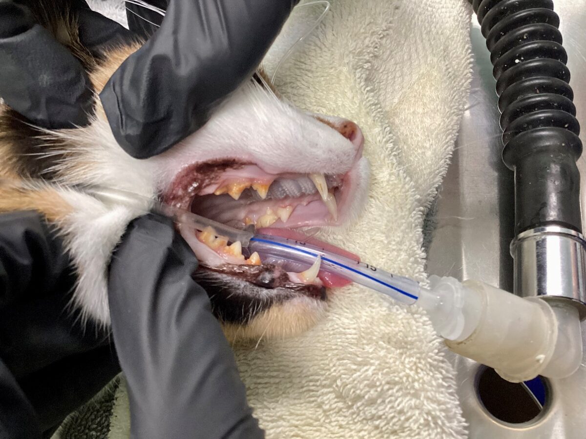 Bad Breath in Dogs and Cats: An Important Indicator of Oral Health ...